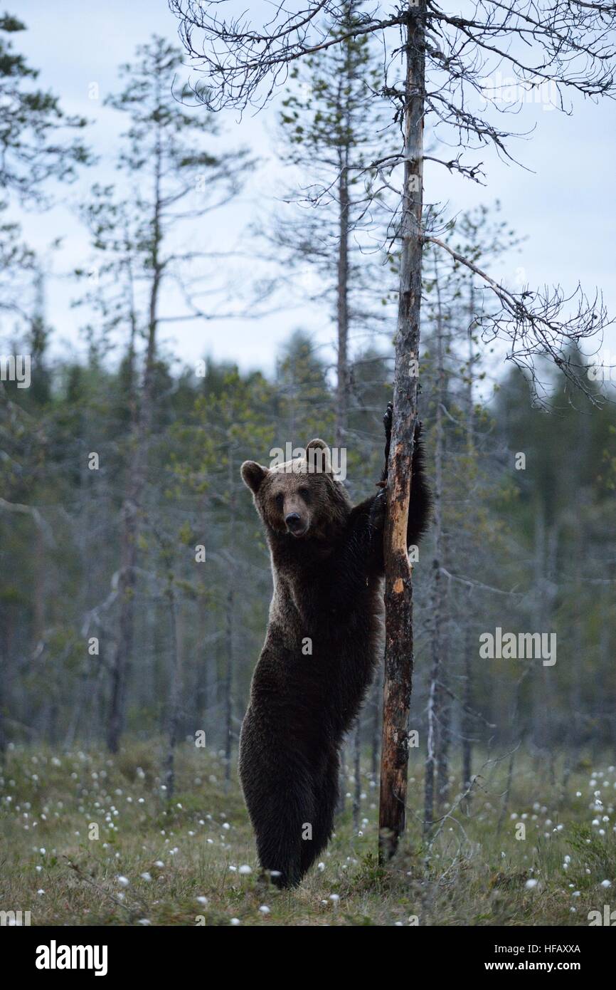 Big male bear standing hi-res stock photography and images - Alamy