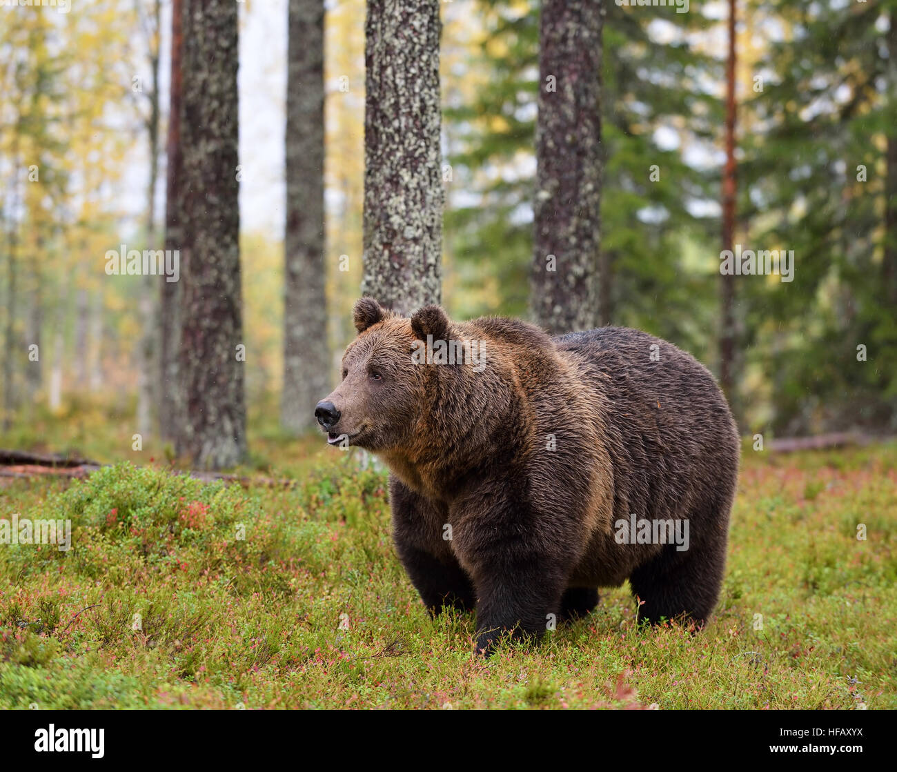 Bear in autumn hi-res stock photography and images - Alamy