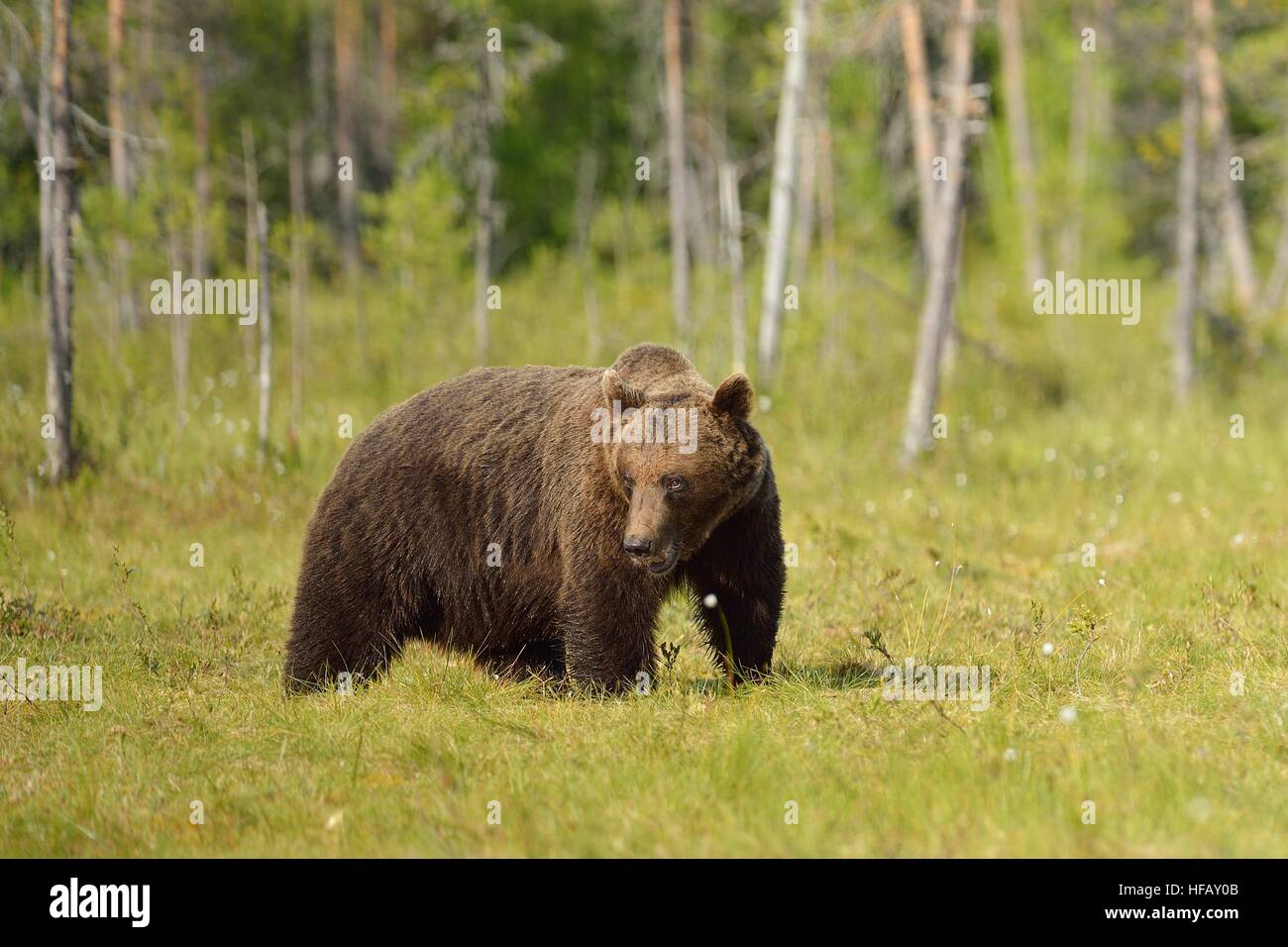 Big male bear in a swamp Stock Photo - Alamy