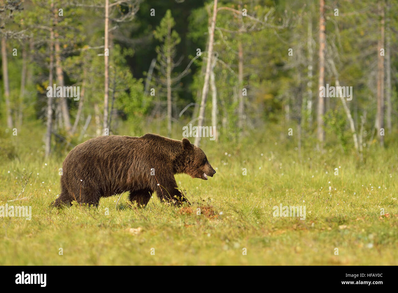 Bear in swamp hi-res stock photography and images - Alamy