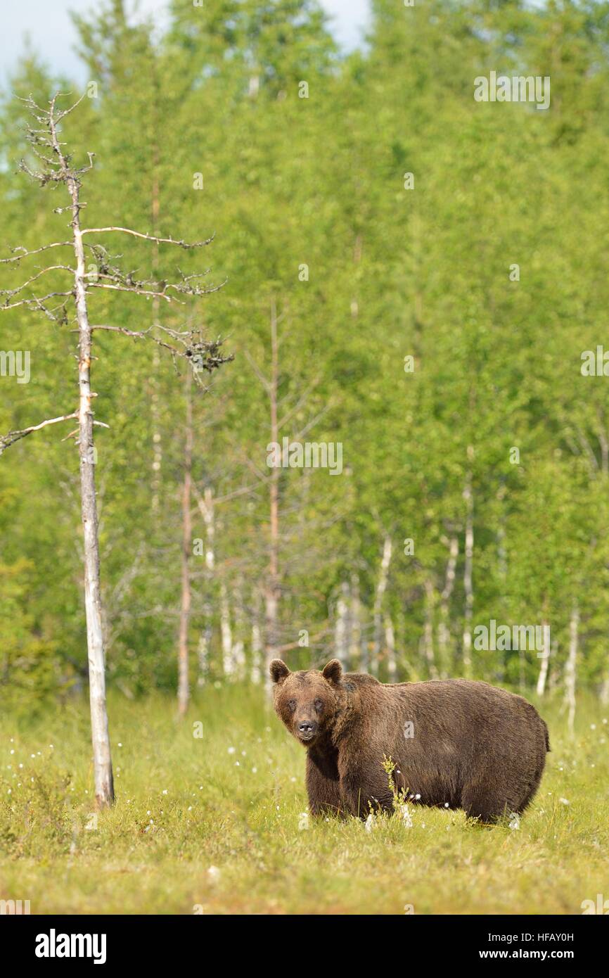 Male bear in a swamp with forest background Stock Photo - Alamy