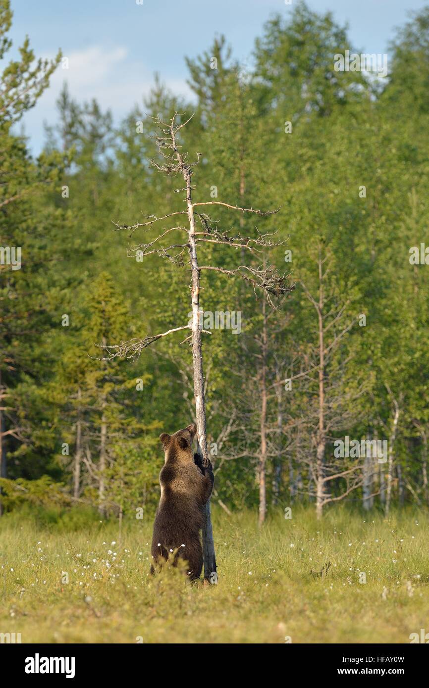 Brown bear standing against tree hi-res stock photography and images ...