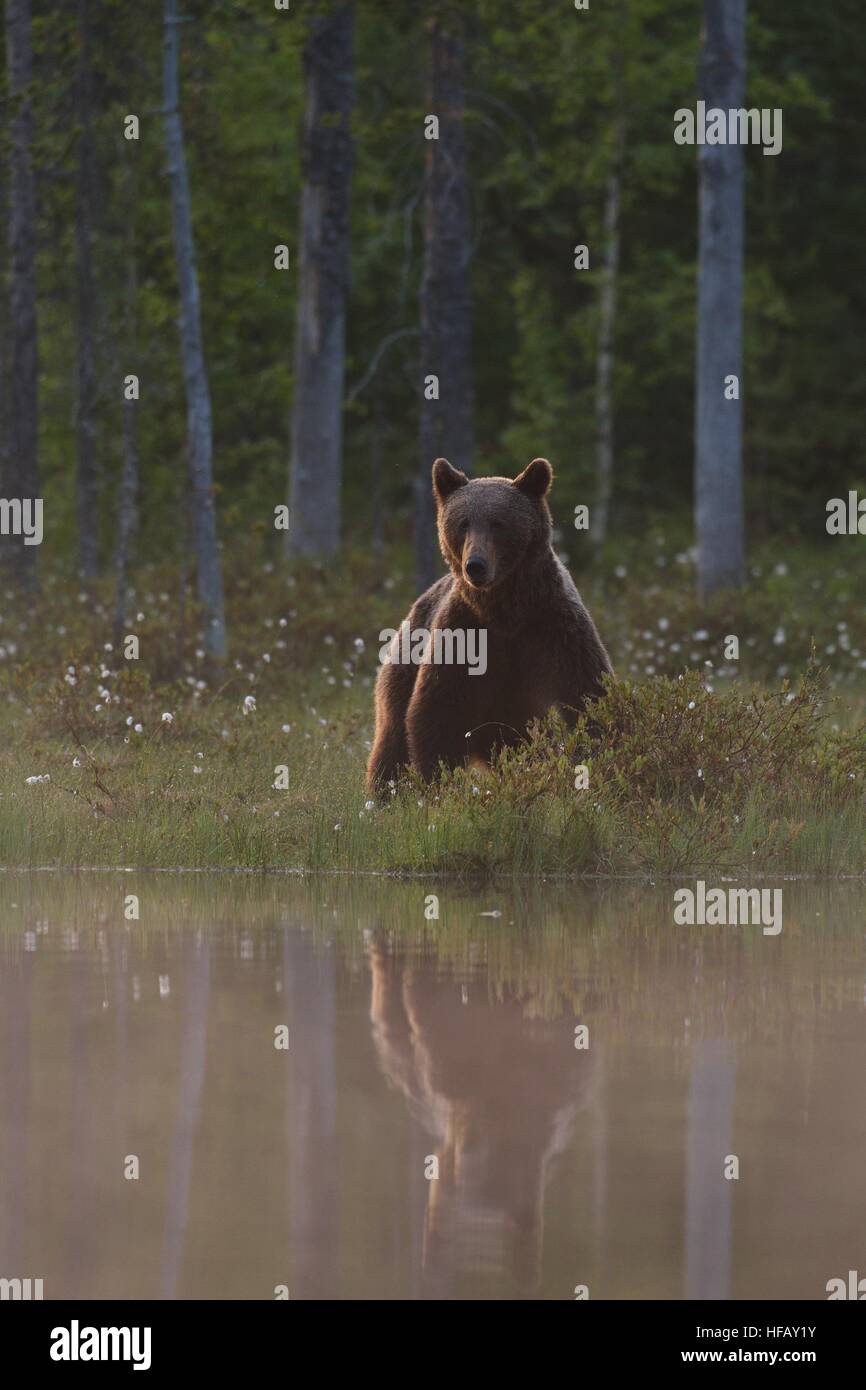 Brown bear with water reflection Stock Photo - Alamy
