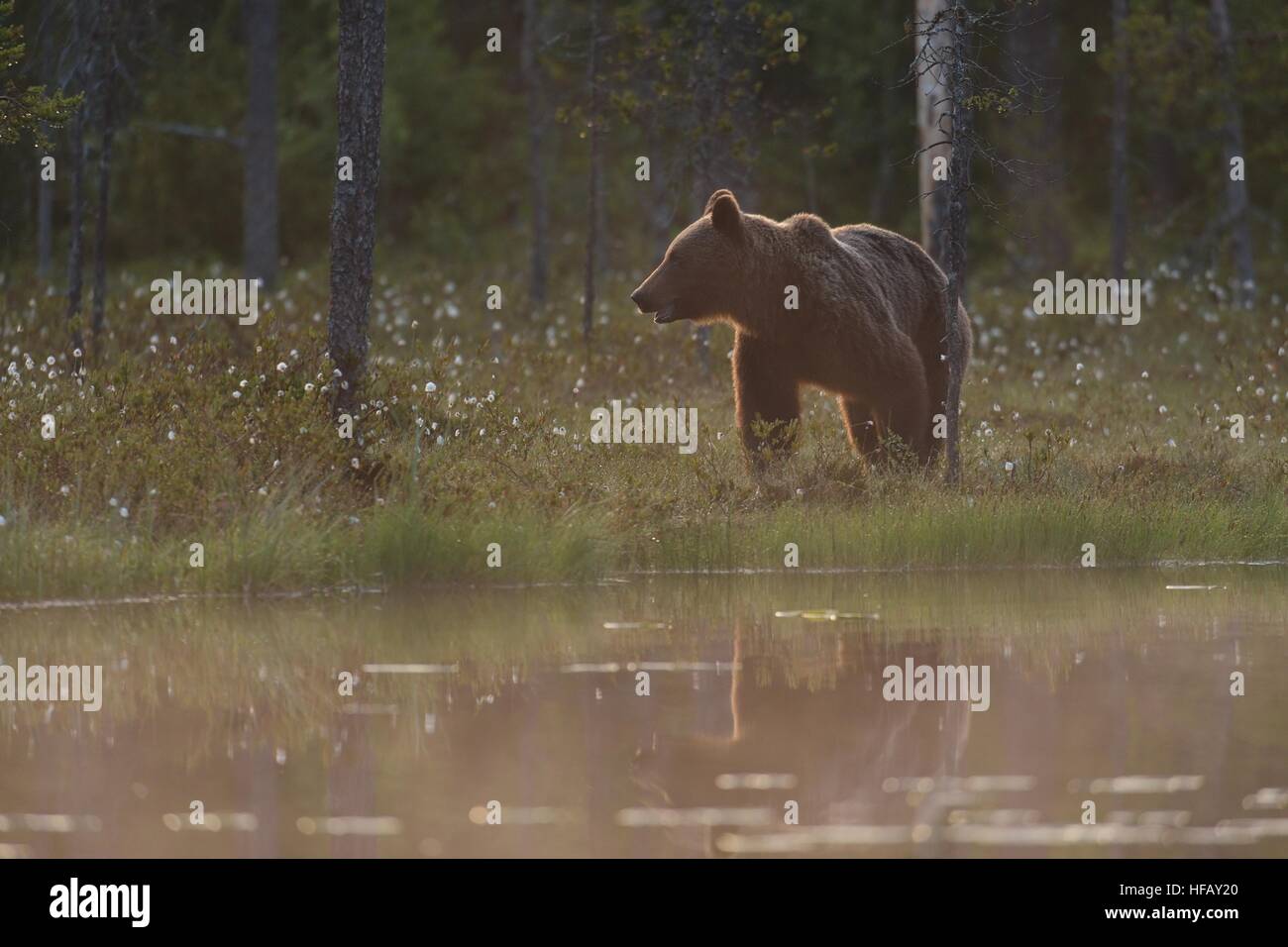 Brown bear at sunset. Brown bear in a landscape with water reflection ...