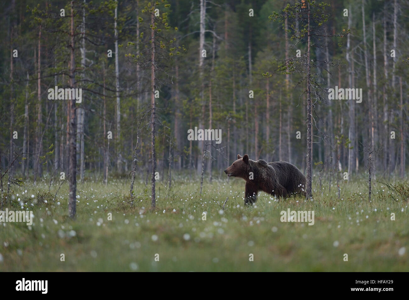 brown bear in a landscape with forest background Stock Photo - Alamy