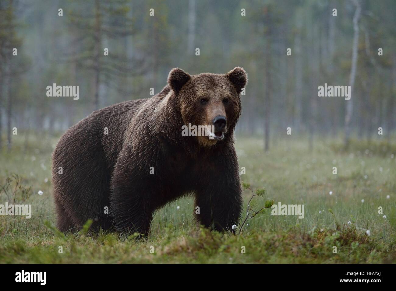 Big male brown bear in a bog at night Stock Photo - Alamy