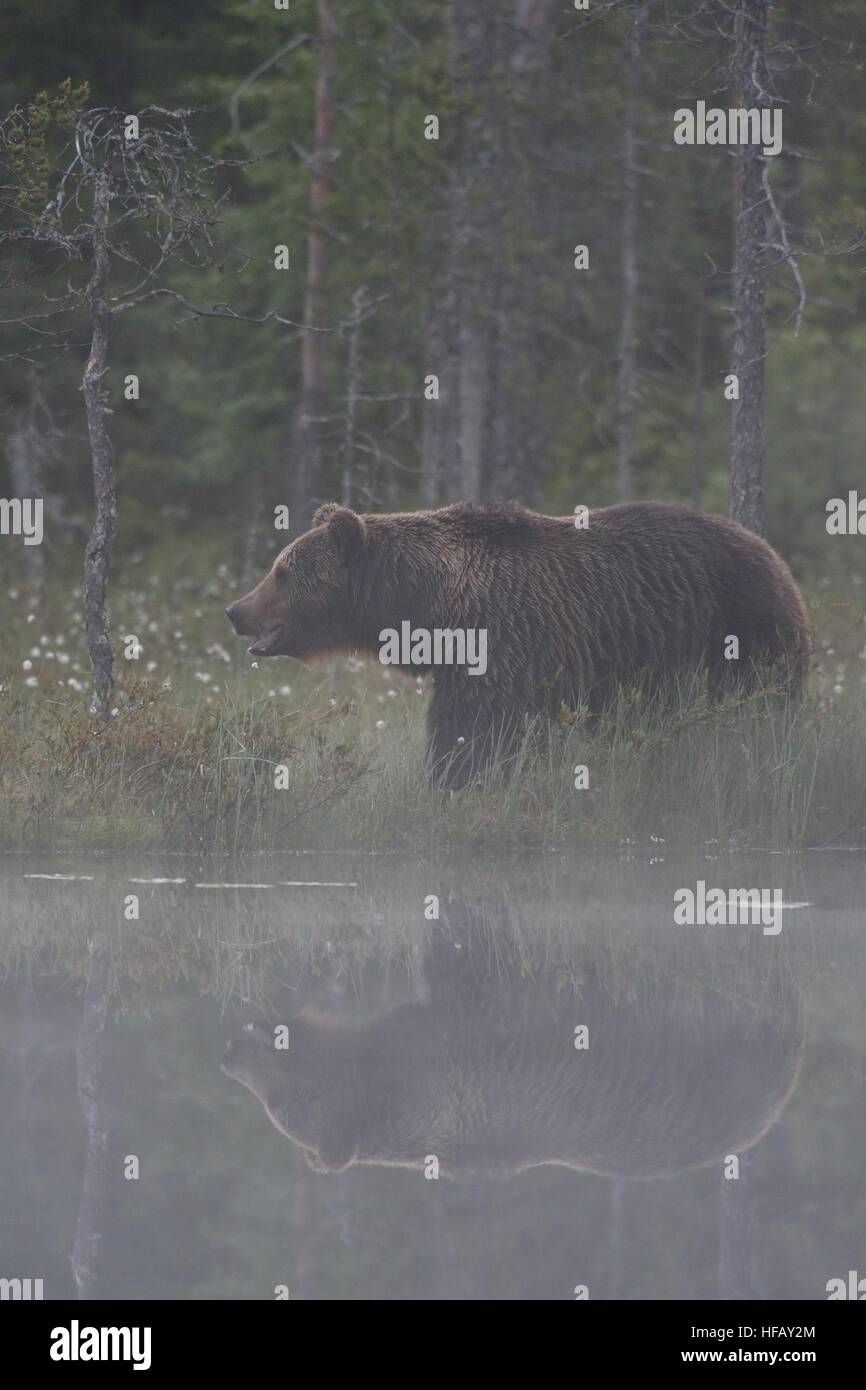 Bear in mist hi-res stock photography and images - Alamy