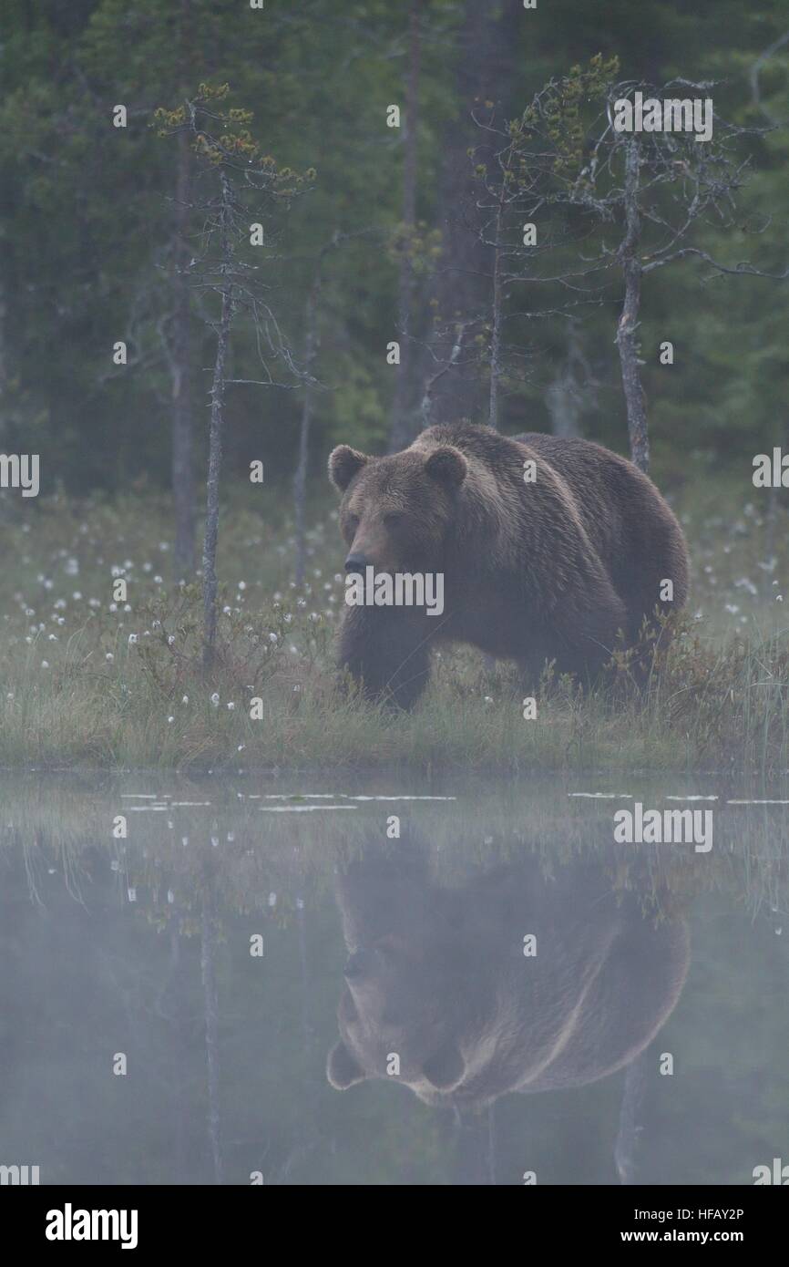 Brown bear with water reflection Stock Photo - Alamy