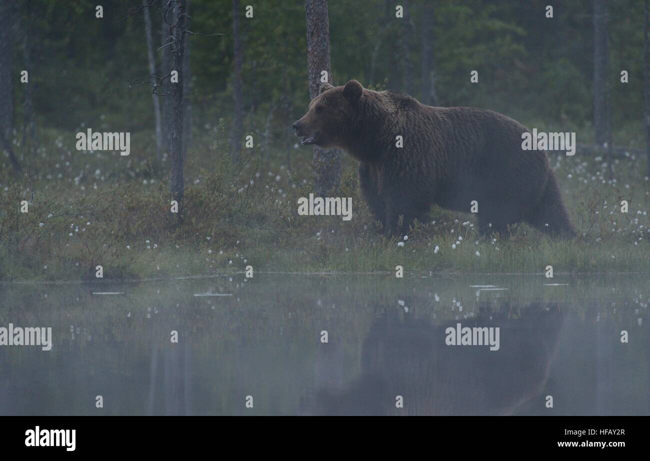 Big brown bear in the mist at twilight with water reflection Stock ...