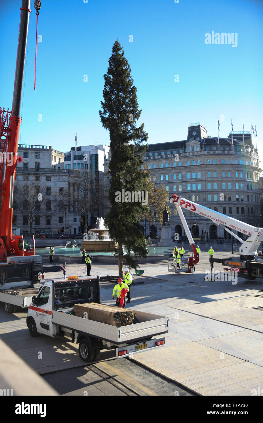 Installation of the Norwegian Spruce Christmas tree in London's ...