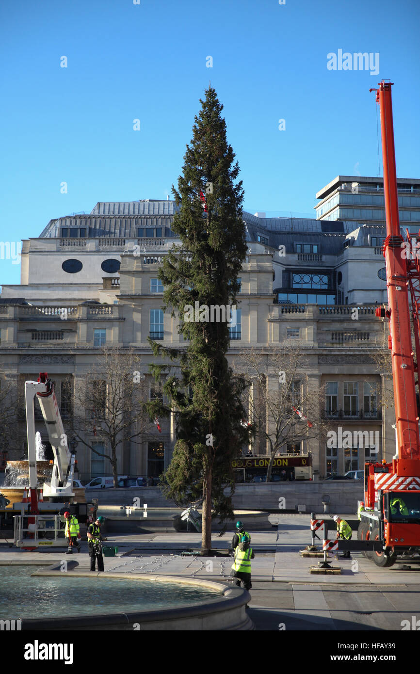 Installation of the Norwegian Spruce Christmas tree in London's ...