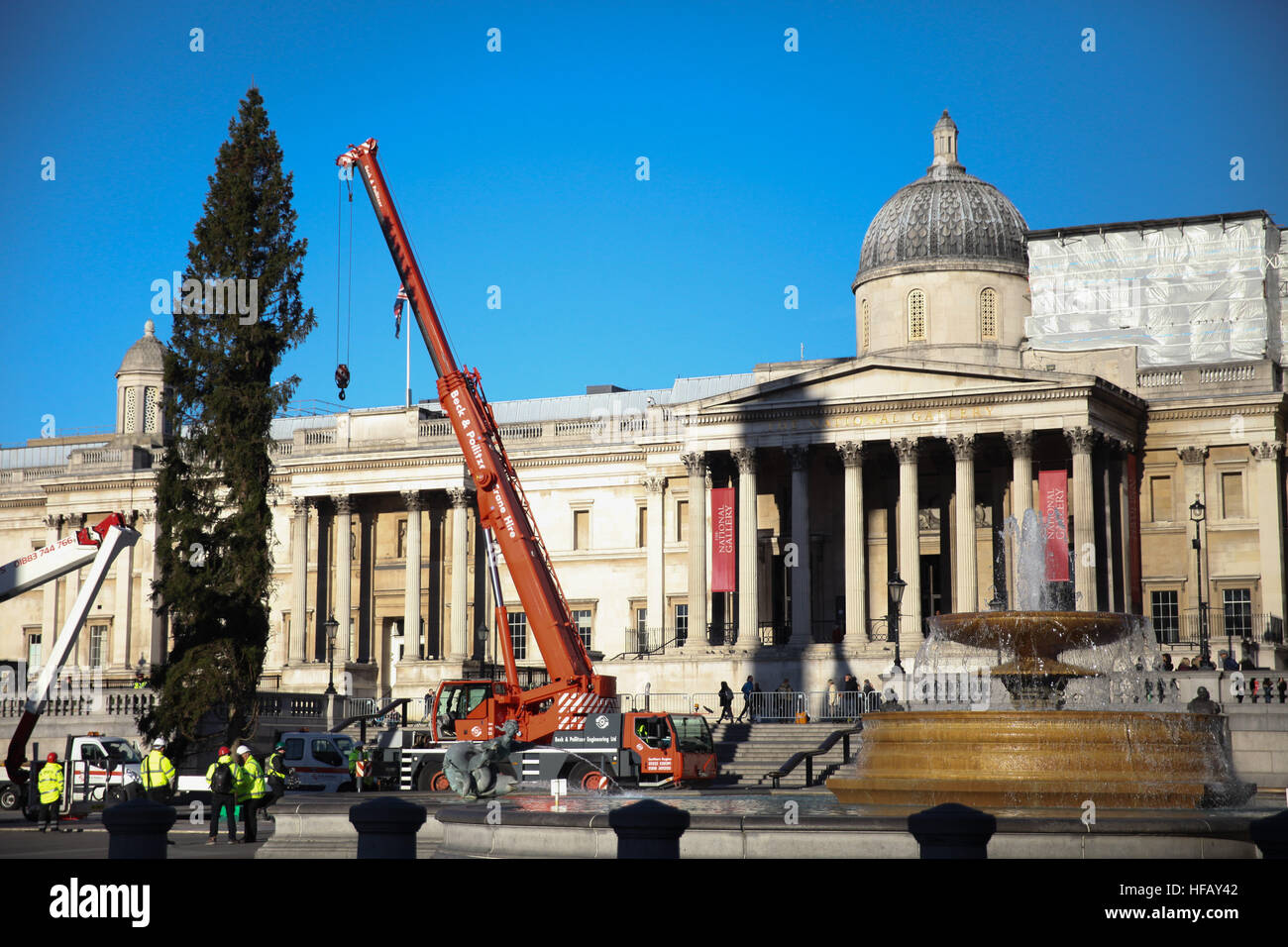 Installation of the Norwegian Spruce Christmas tree in London's ...
