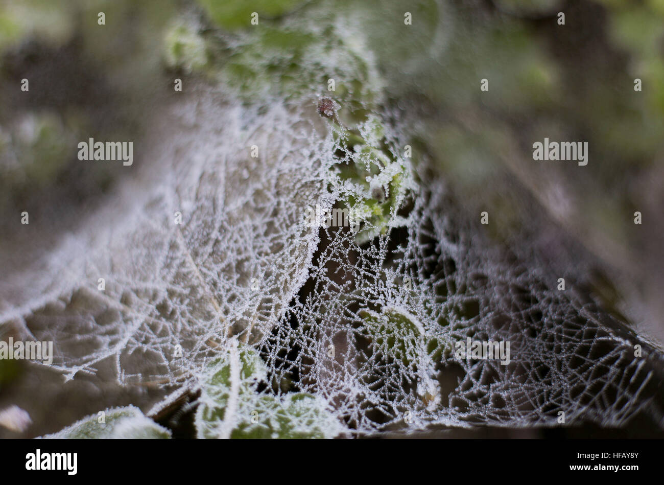 Ice thawing on a spider web in London after a night of freezing fog and ...