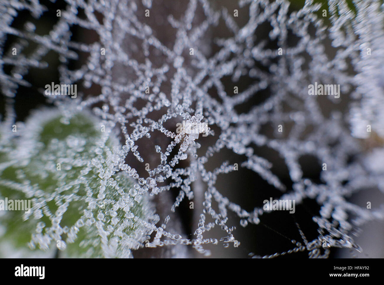Ice thawing on a spider web in London after a night of freezing fog and ...
