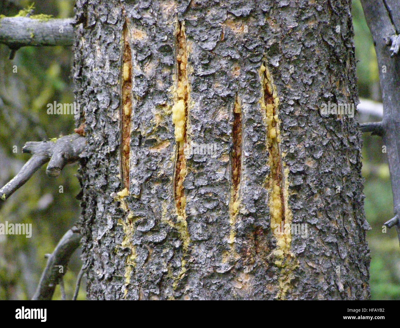 A close-up view of tree bark with noticeable scratches, likely from ...