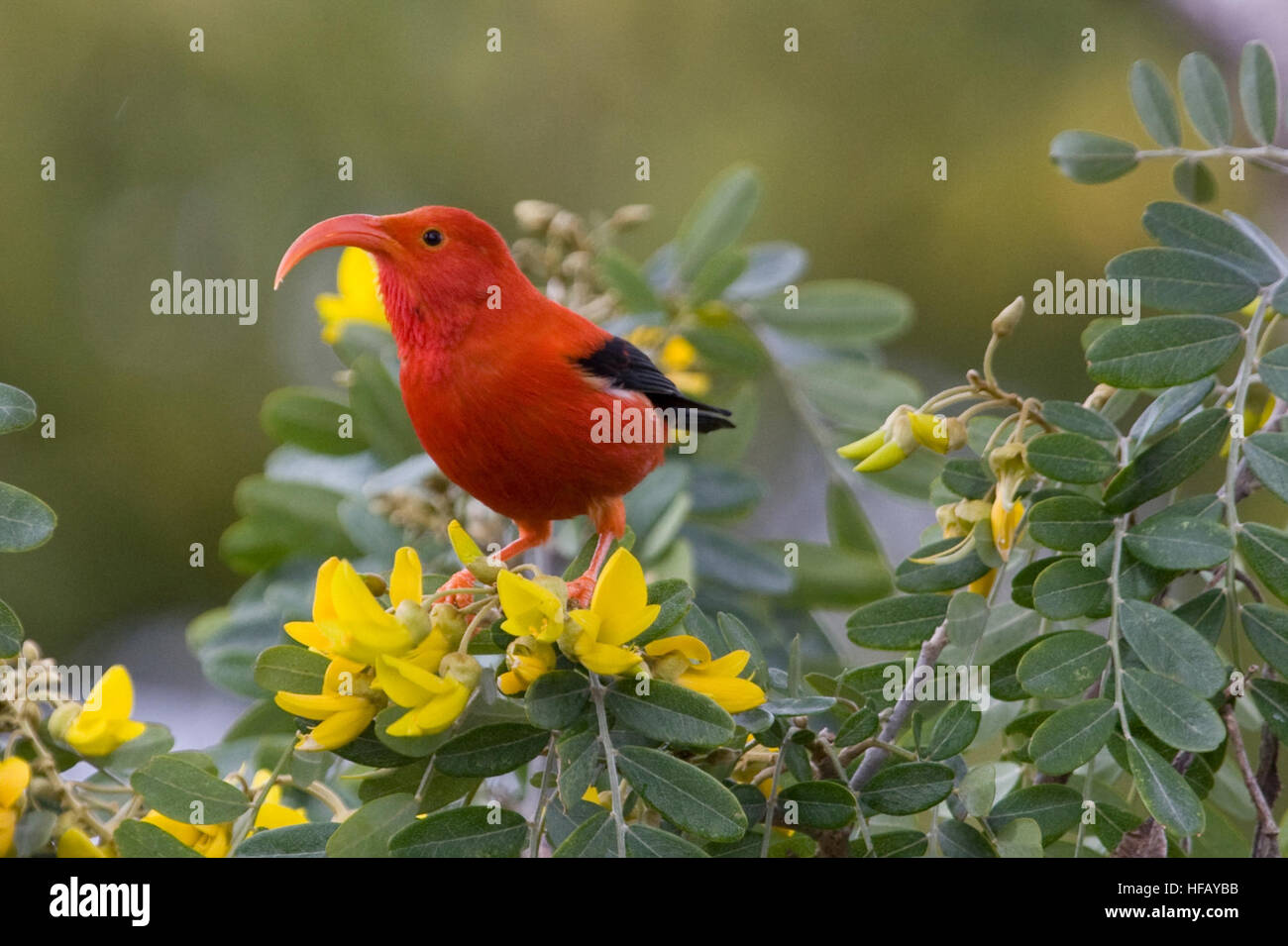 The 'I'iwi is a species of honeycreeper endemic to the Hawaiian Islands ...