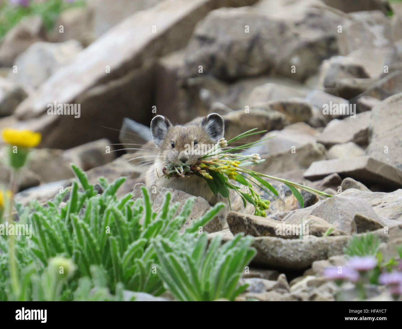Adapted to loss of habitat hi-res stock photography and images - Alamy
