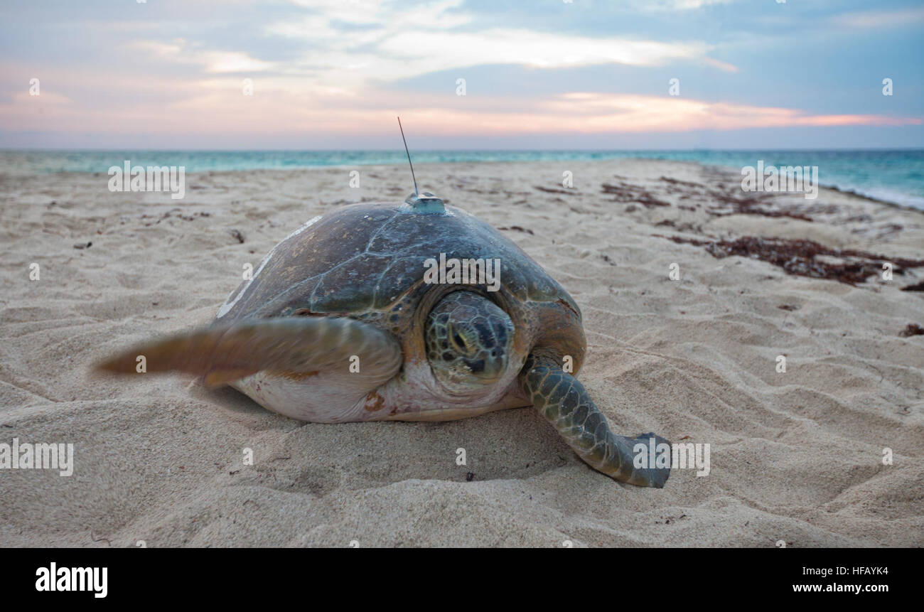 Tracking photograph hi-res stock photography and images - Alamy