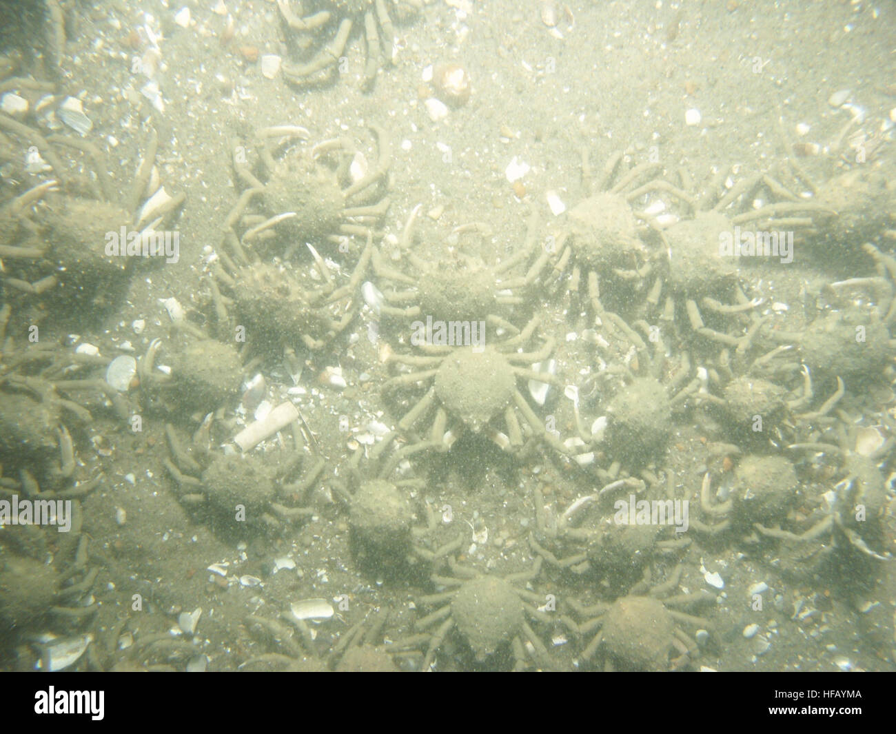 Large deep sea sea spider hi-res stock photography and images - Alamy