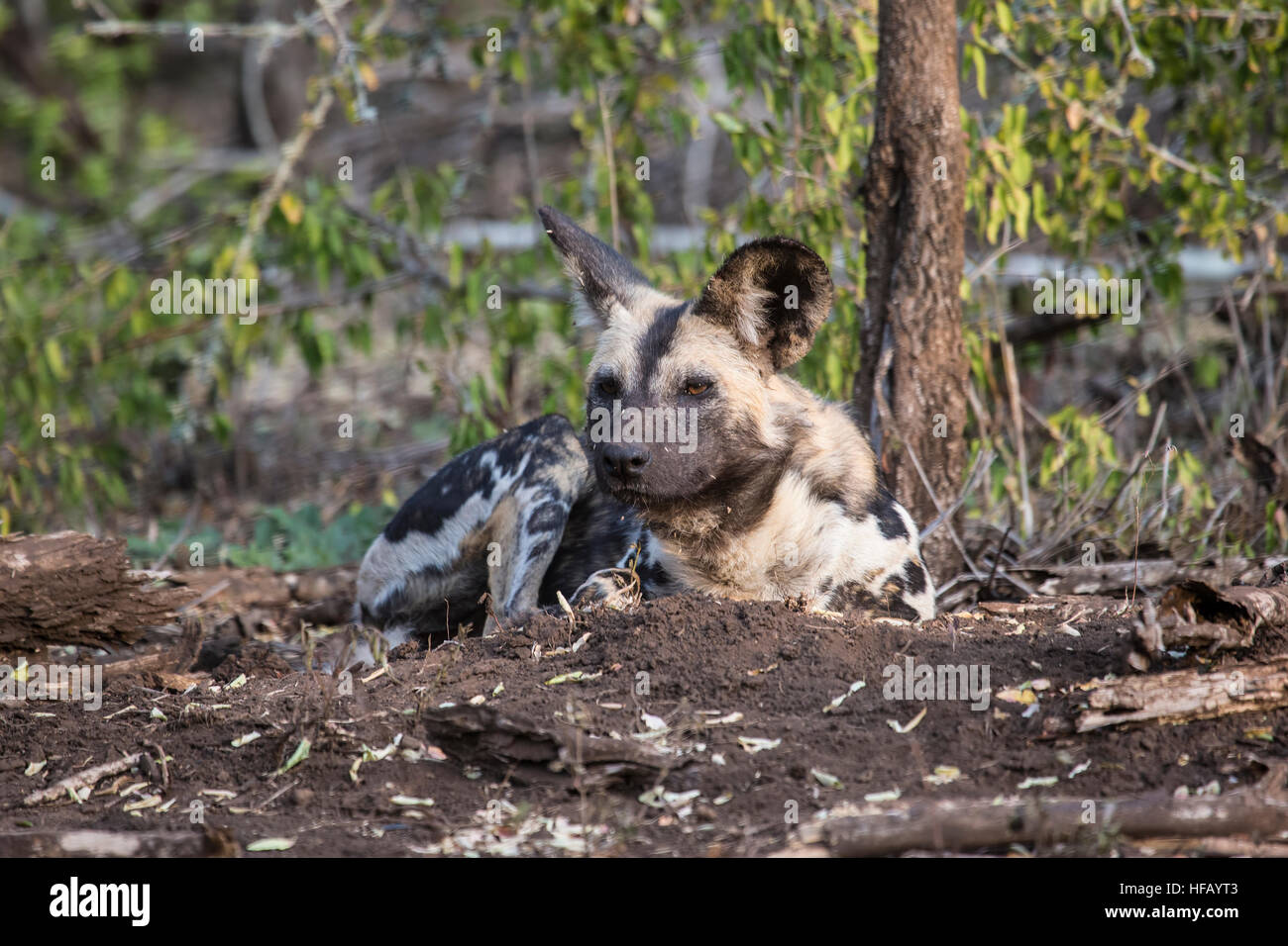 African wild dog Lycaon pictus Painted dog Hunting dog resting in a ...