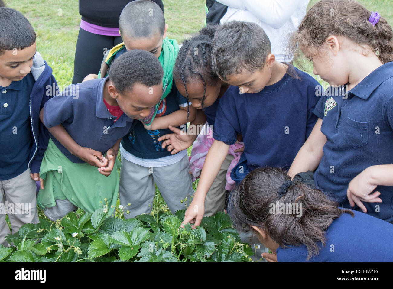 Children looking at an interesting insect Stock Photo - Alamy
