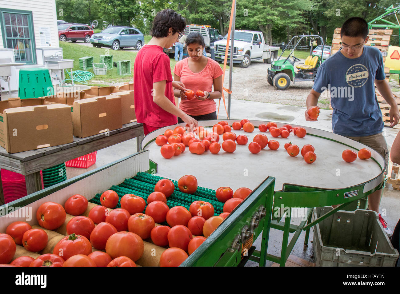 Sorting tomatoes hi-res stock photography and images - Alamy
