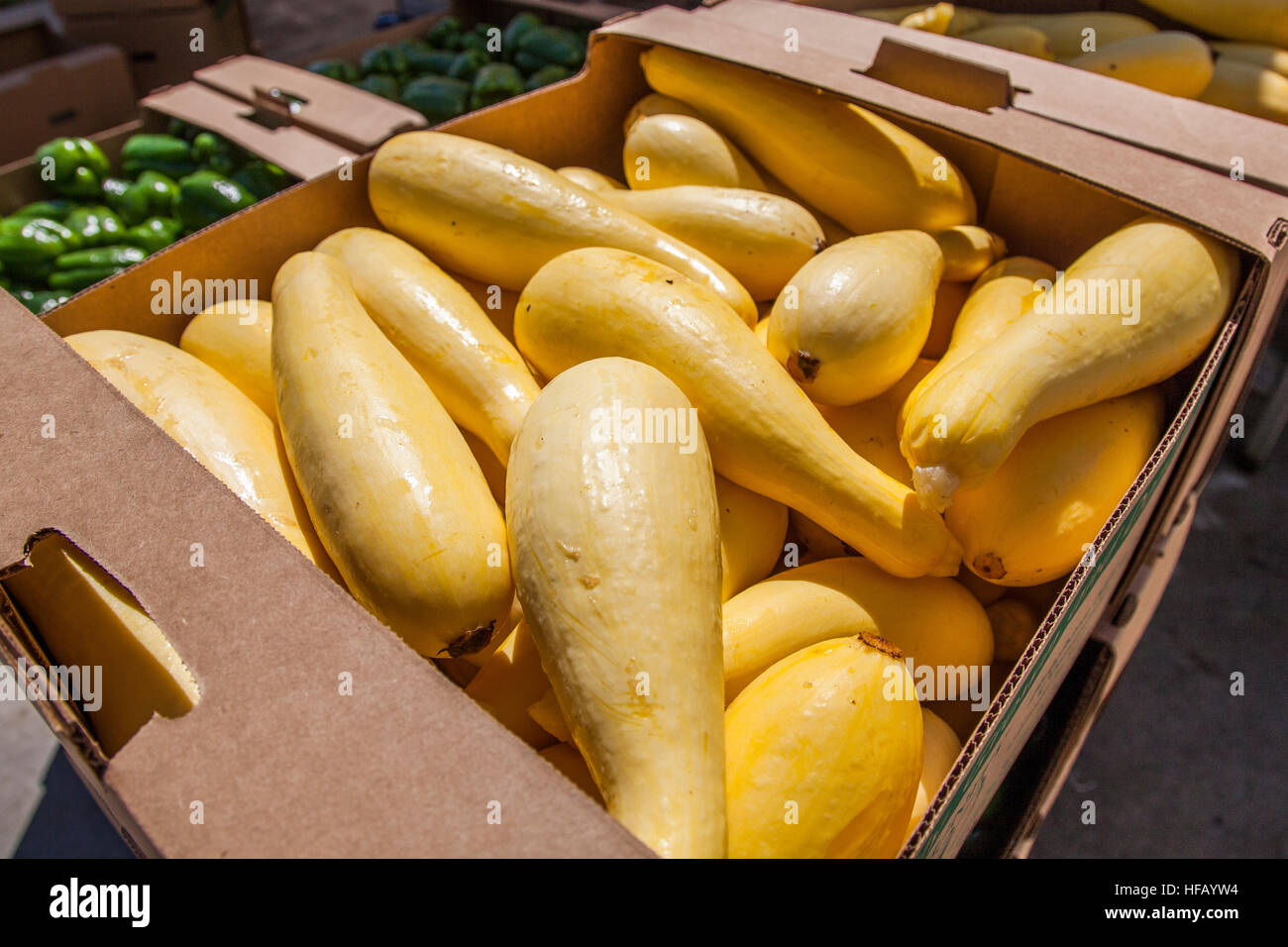 A box of just picked summer squash Stock Photo - Alamy
