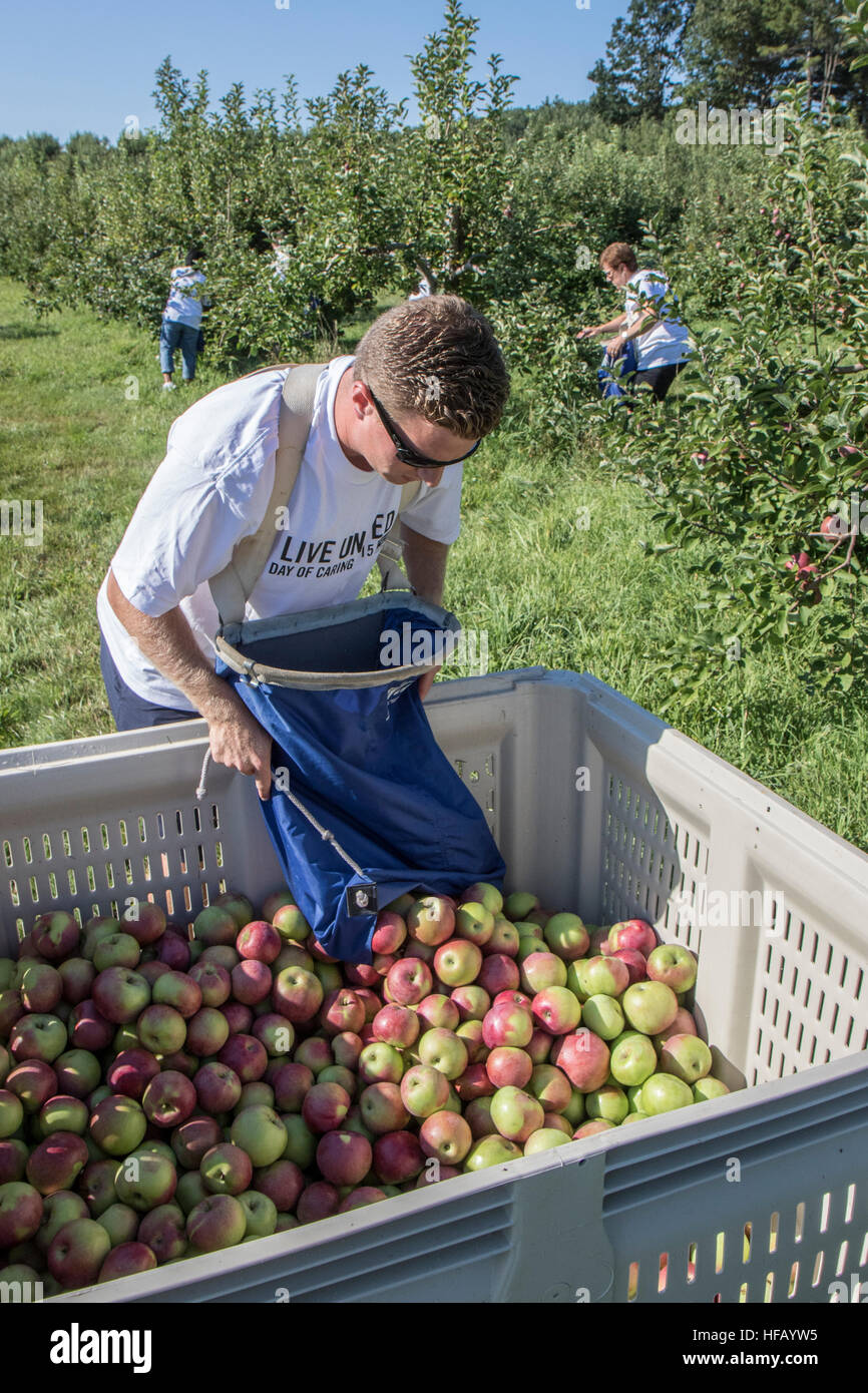 Man dumping his just picked apples into a crate Stock Photo - Alamy