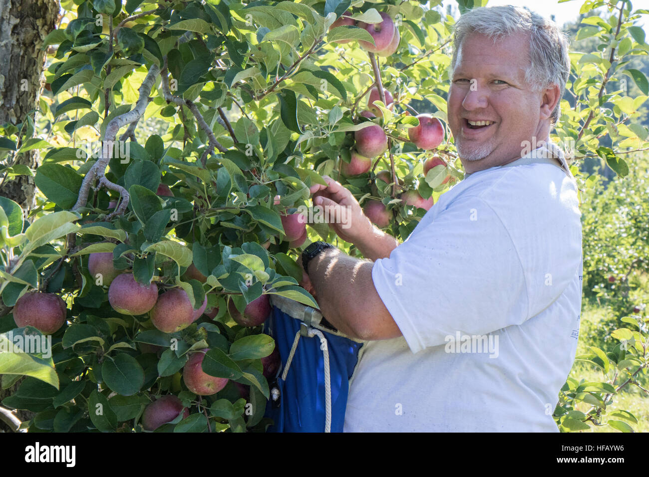 Man smiling as he picks apples Stock Photo - Alamy