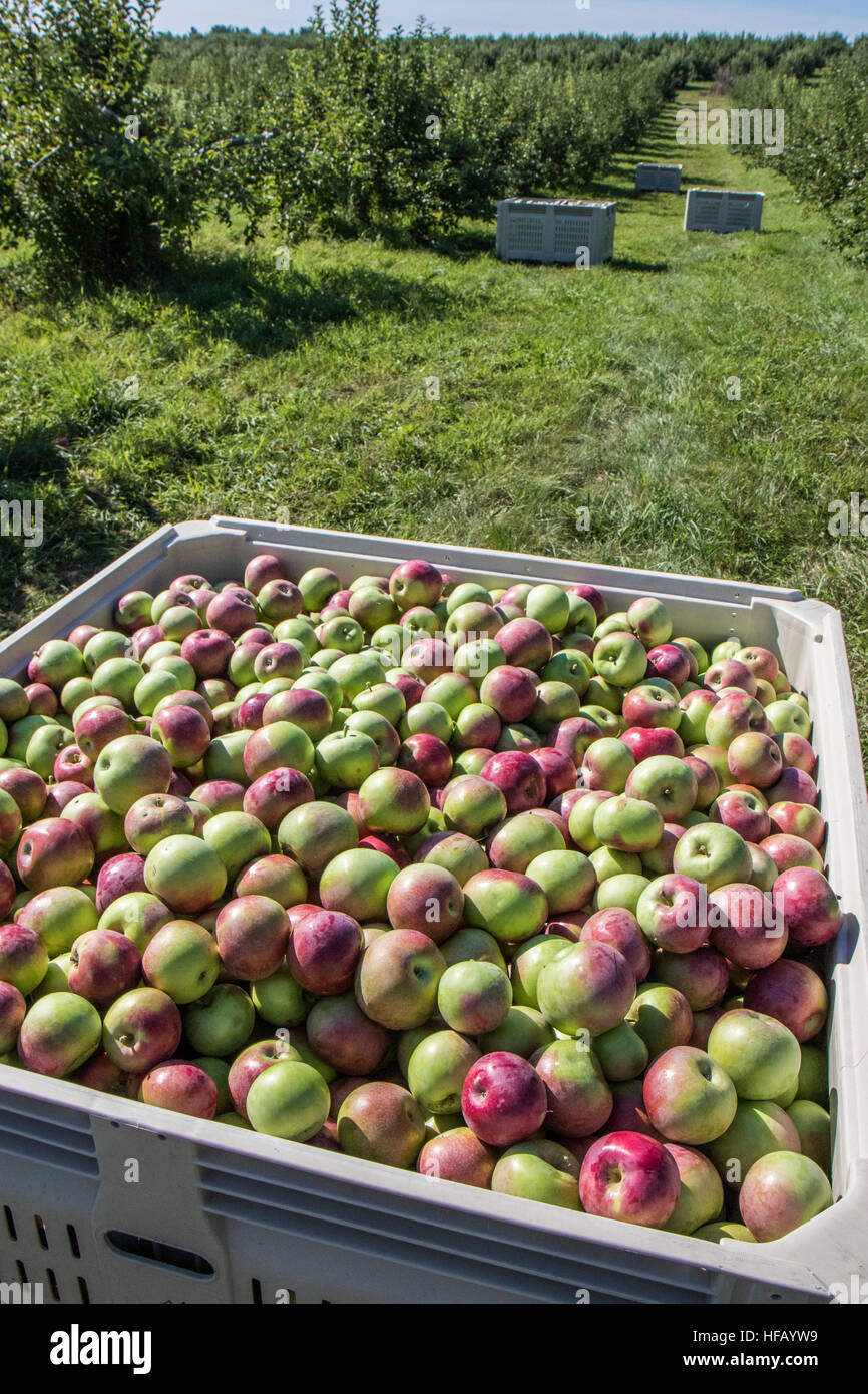 Apples just picked at an apple orchard Stock Photo - Alamy