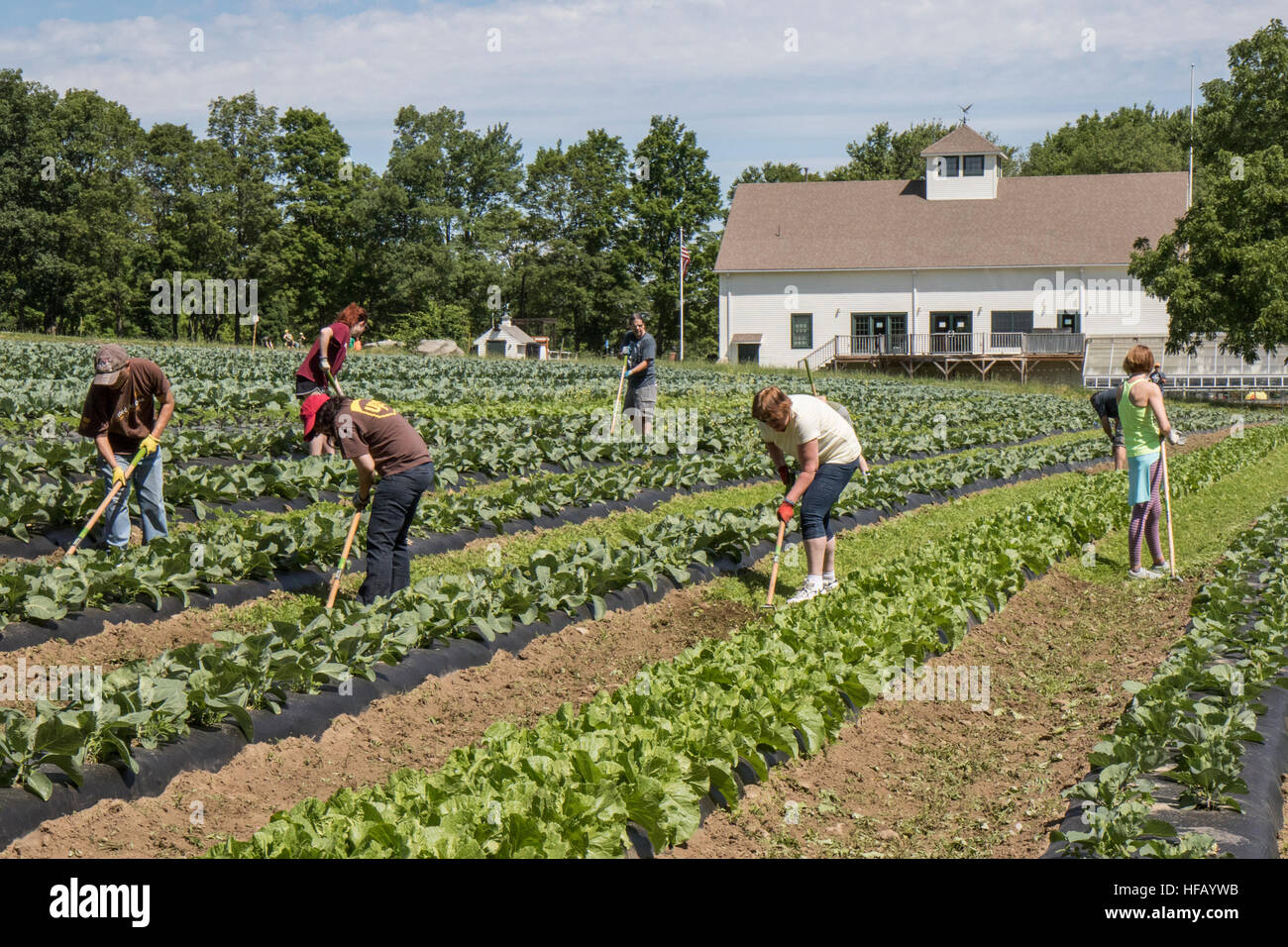 People working on a vegetable farm Stock Photo - Alamy