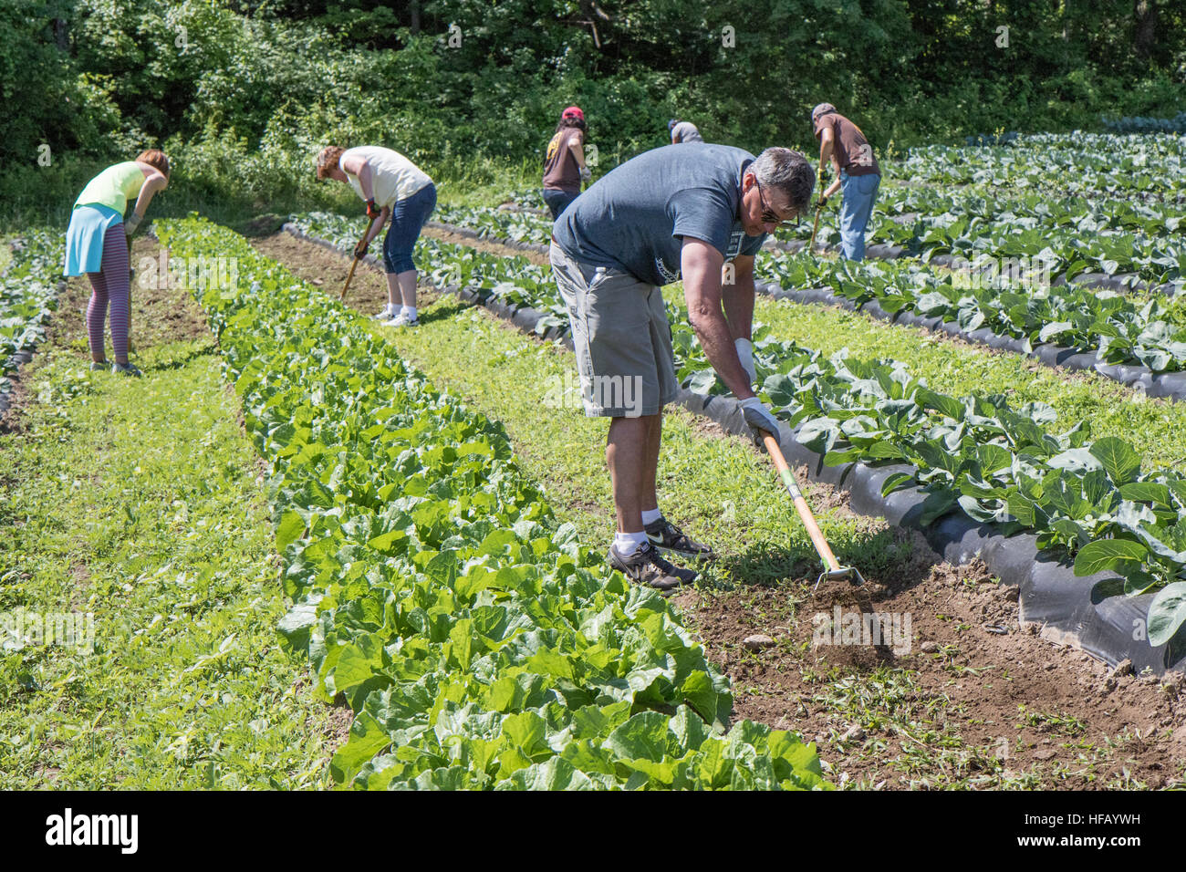 People working on a vegetable farm Stock Photo - Alamy