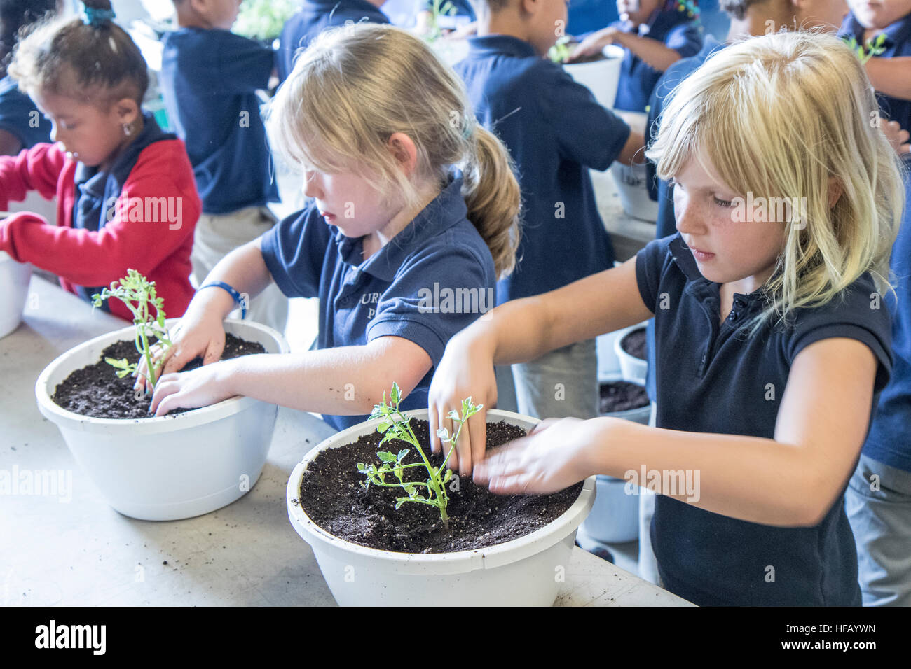 School children learning about vegetable farming - planting new Stock ...