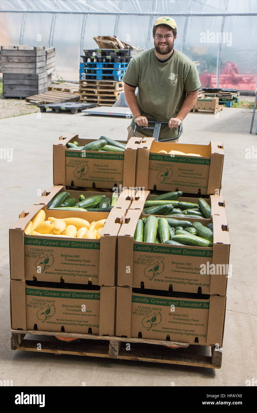 People working in a large vegetable garden - man hauling a cart of ...