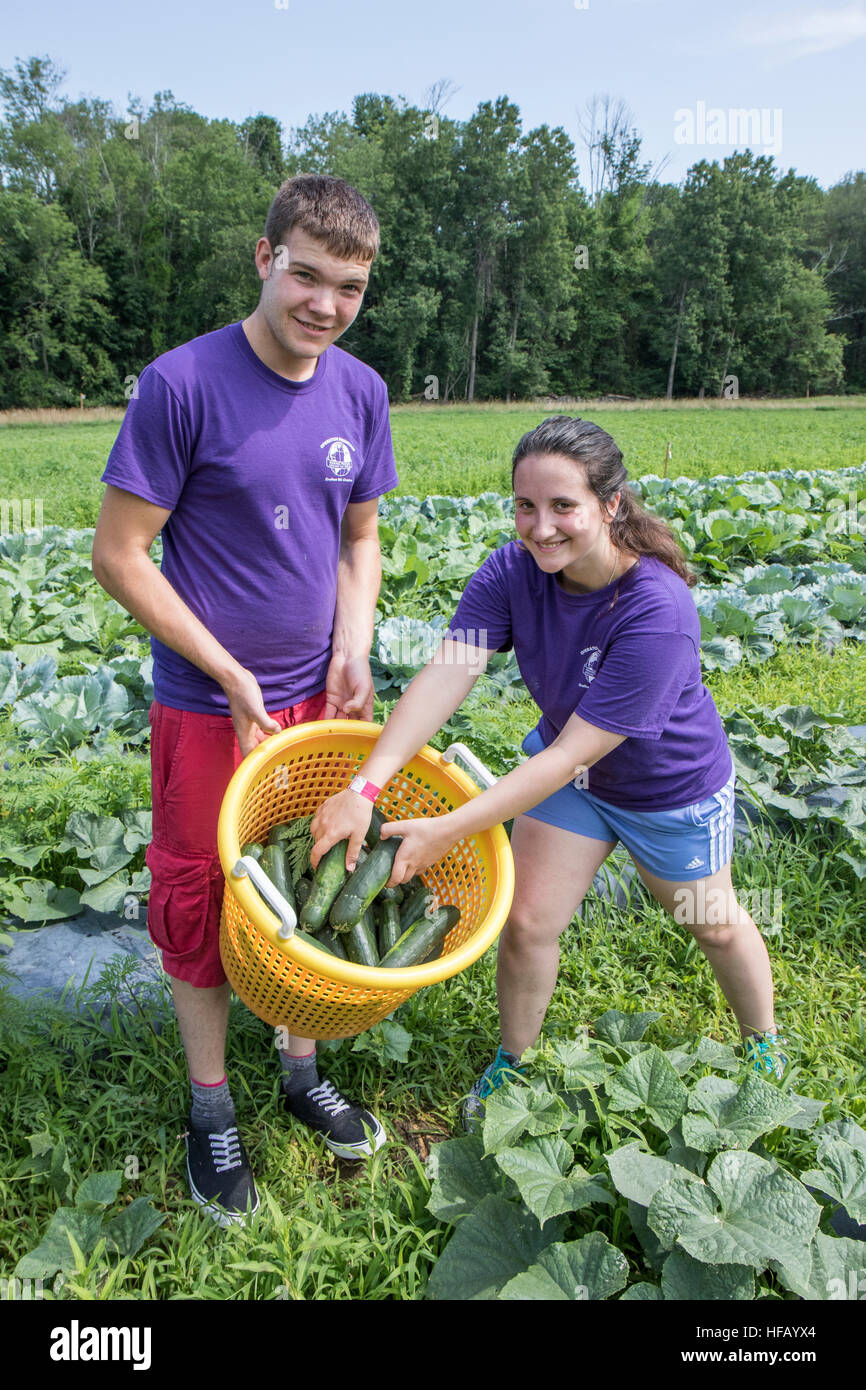 Girl putting cucumbers into a basket on a vegetable farm Stock Photo ...