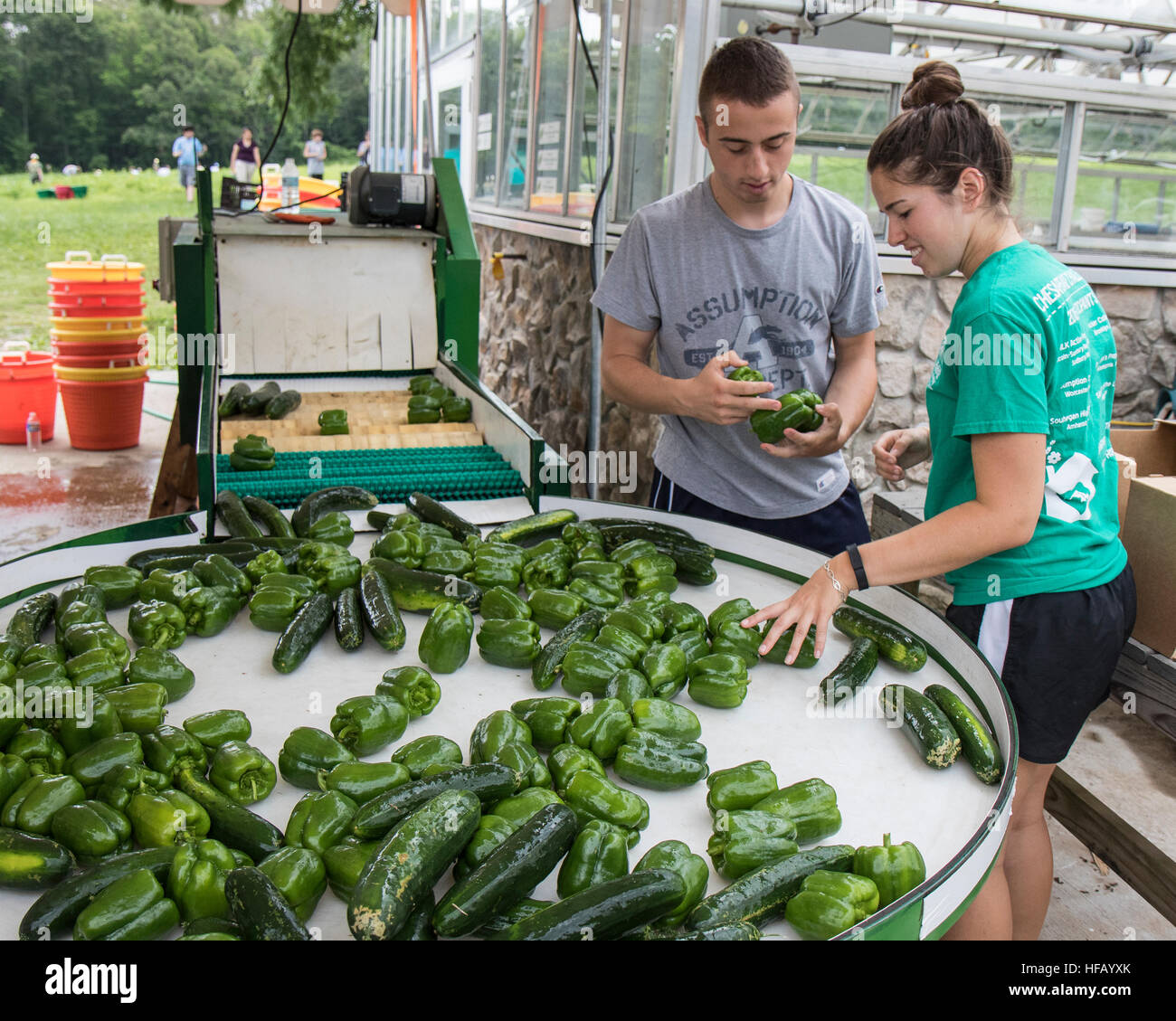 People working on a vegetable farm.- sorting peppers after a wash Stock ...
