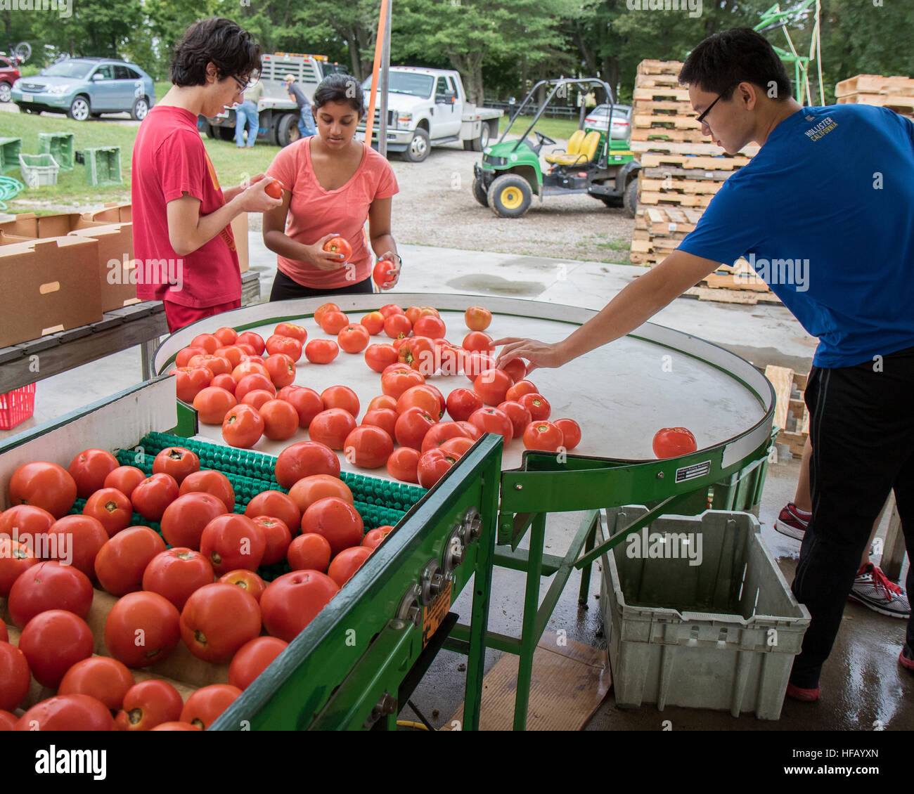 People working on a vegetable farm. - sorting tomatoes after a wash ...