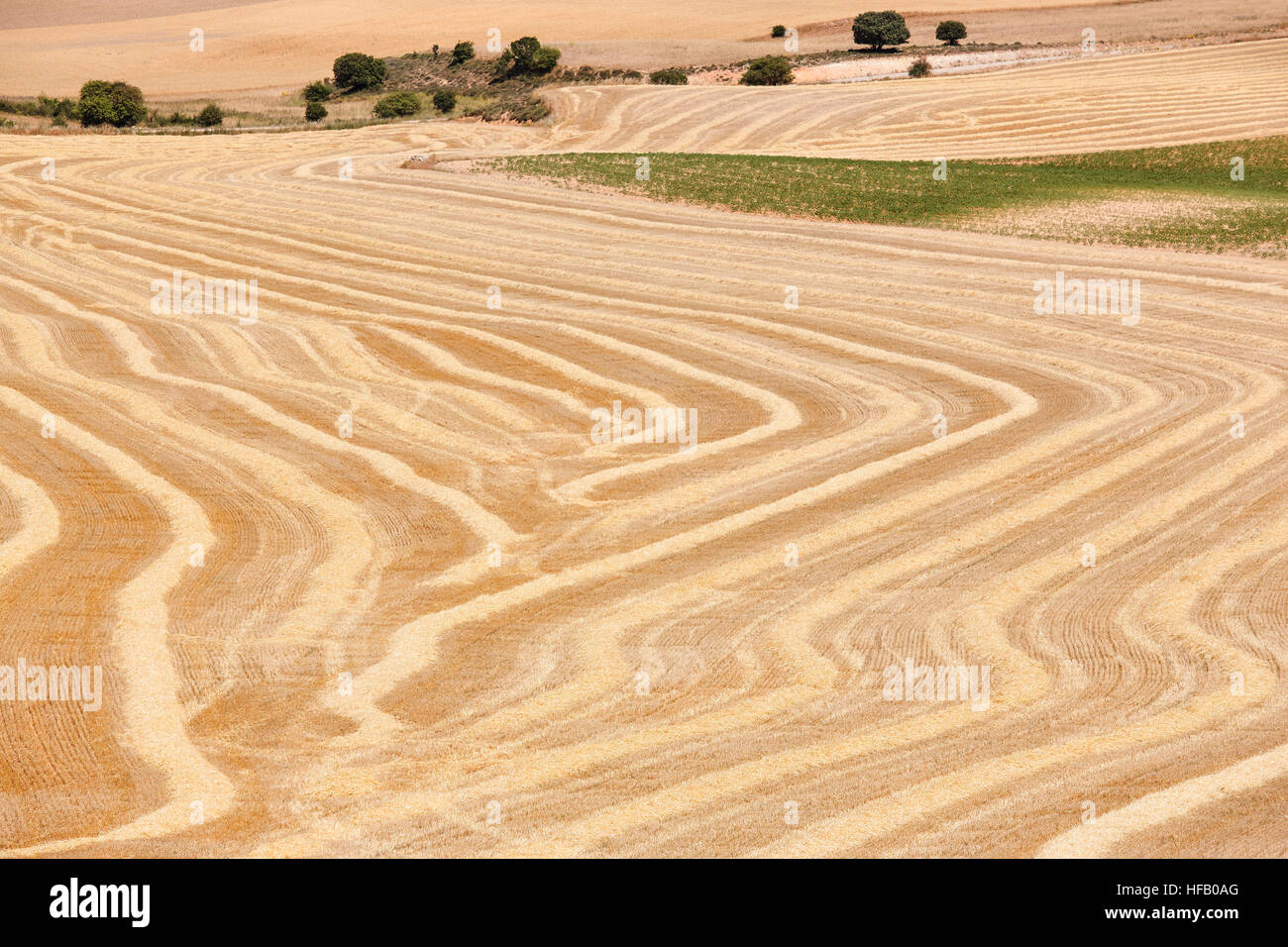 Wheat field freshly cut. Agriculture background landscape. Summer ...