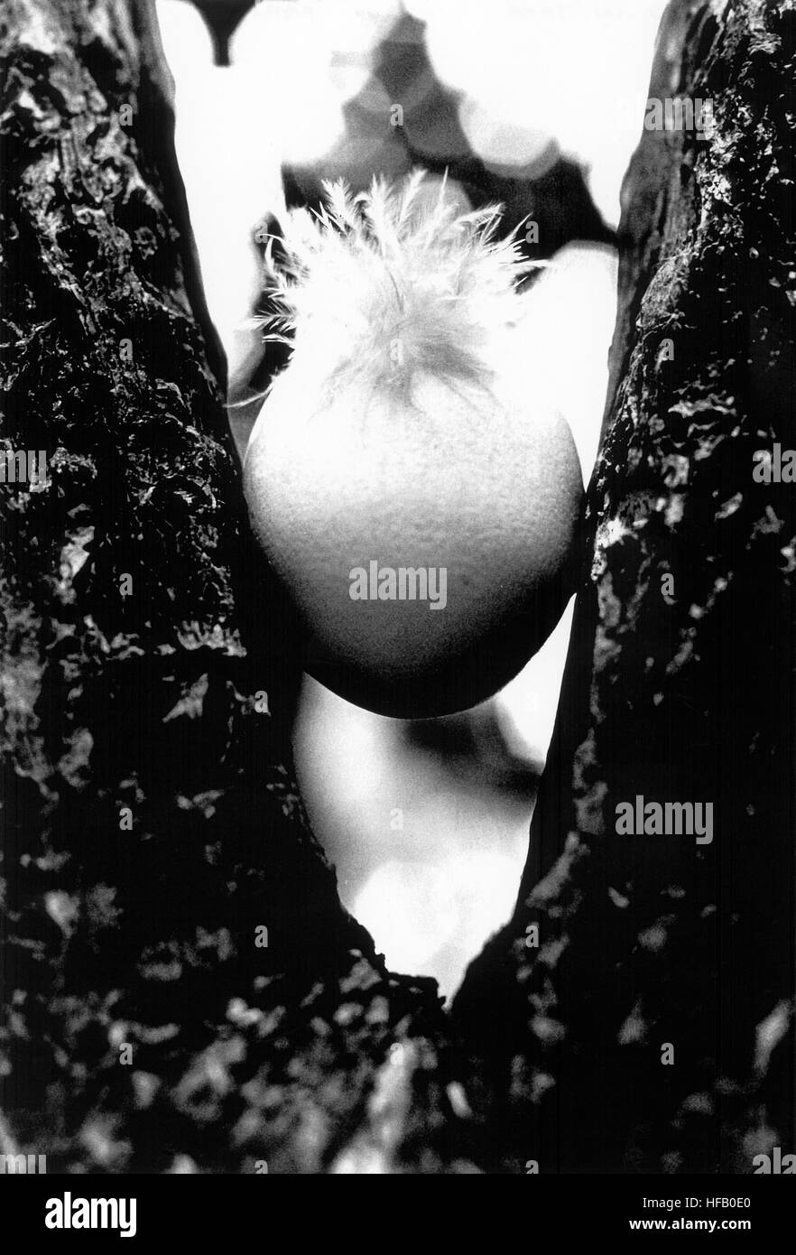 Egg Tree New Born Stock Photo - Alamy