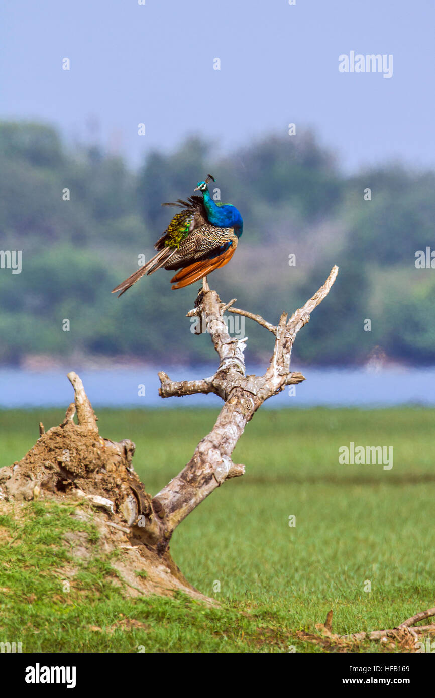 Indian peafowl in Arugam bay lagoon, Sri Lanka ; specie Pavo cristatus ...