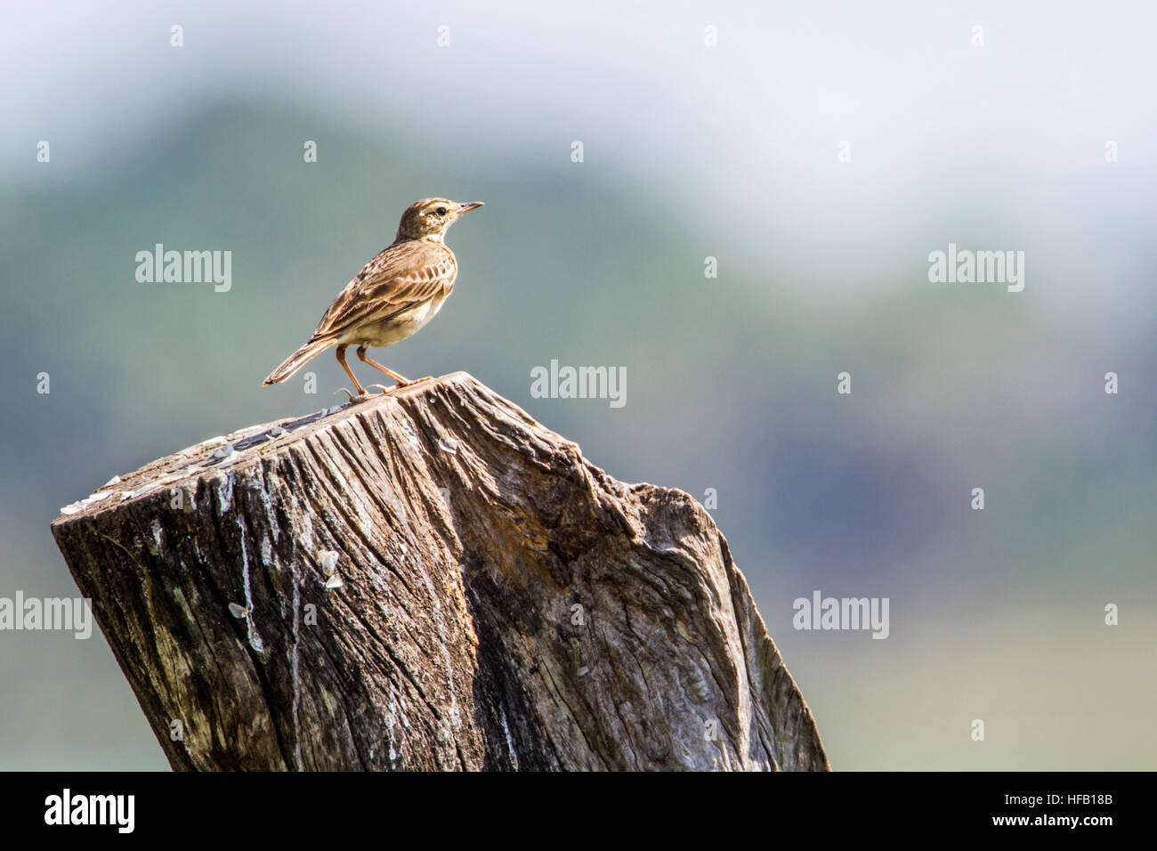 Indian pipit hi-res stock photography and images - Alamy