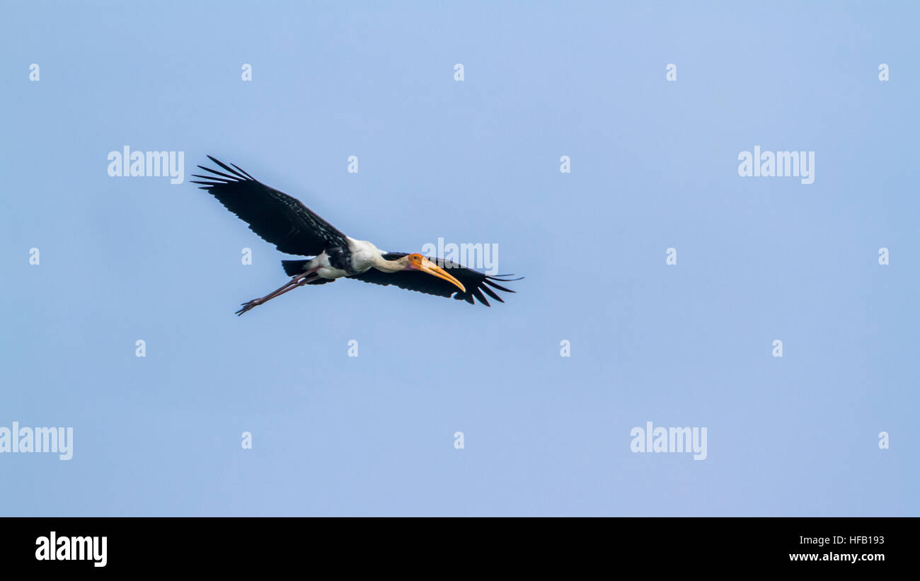 Painted stork flying isolated in blue sky ; specie Mycteria ...