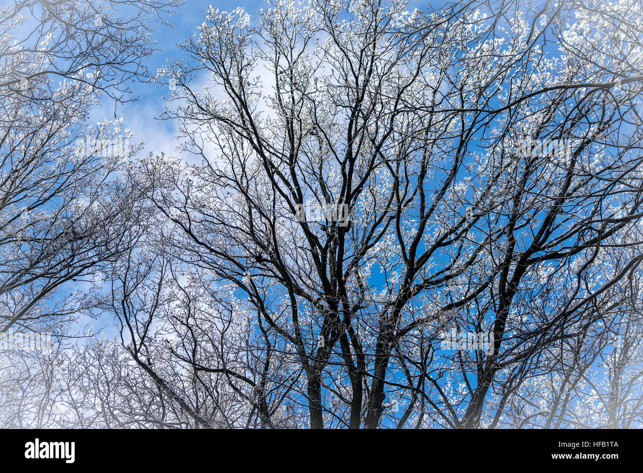 Tree of heaven hi-res stock photography and images - Alamy