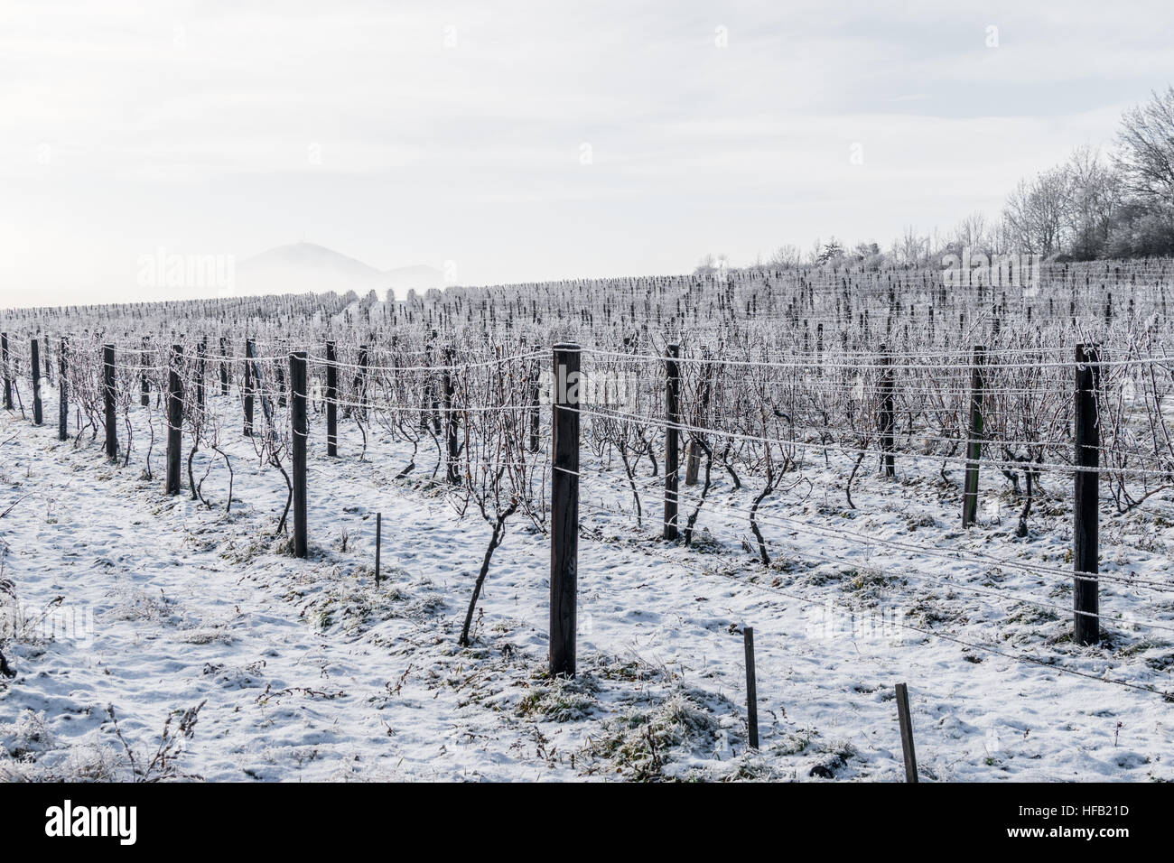 Vineyard in winter Stock Photo - Alamy