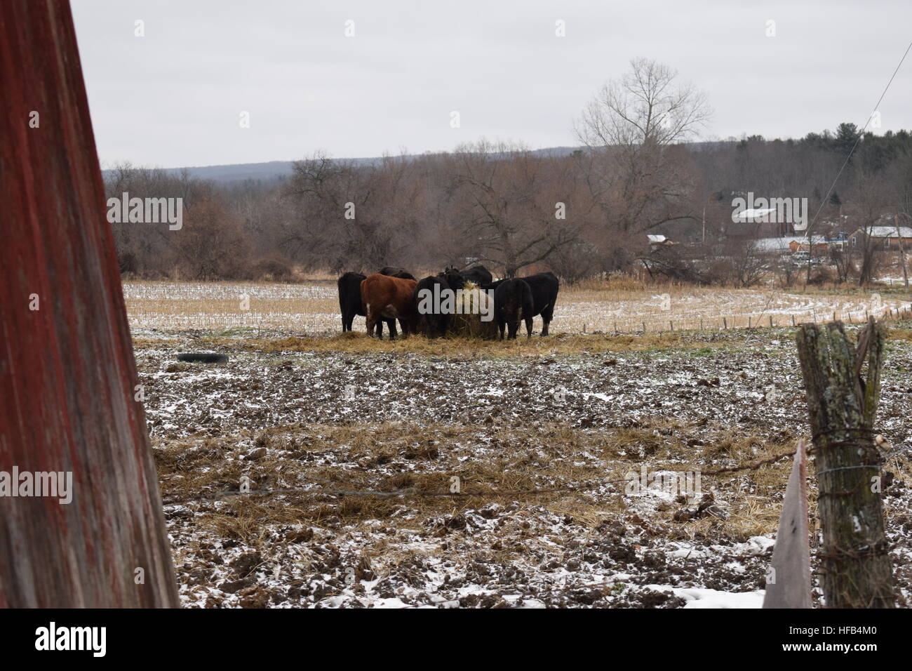 Cows feeding on hay together Stock Photo - Alamy
