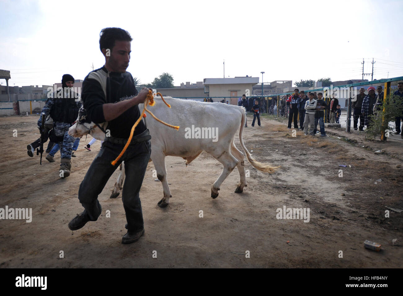 A cow is brought into a courtyard of a school for local Iraqi families ...