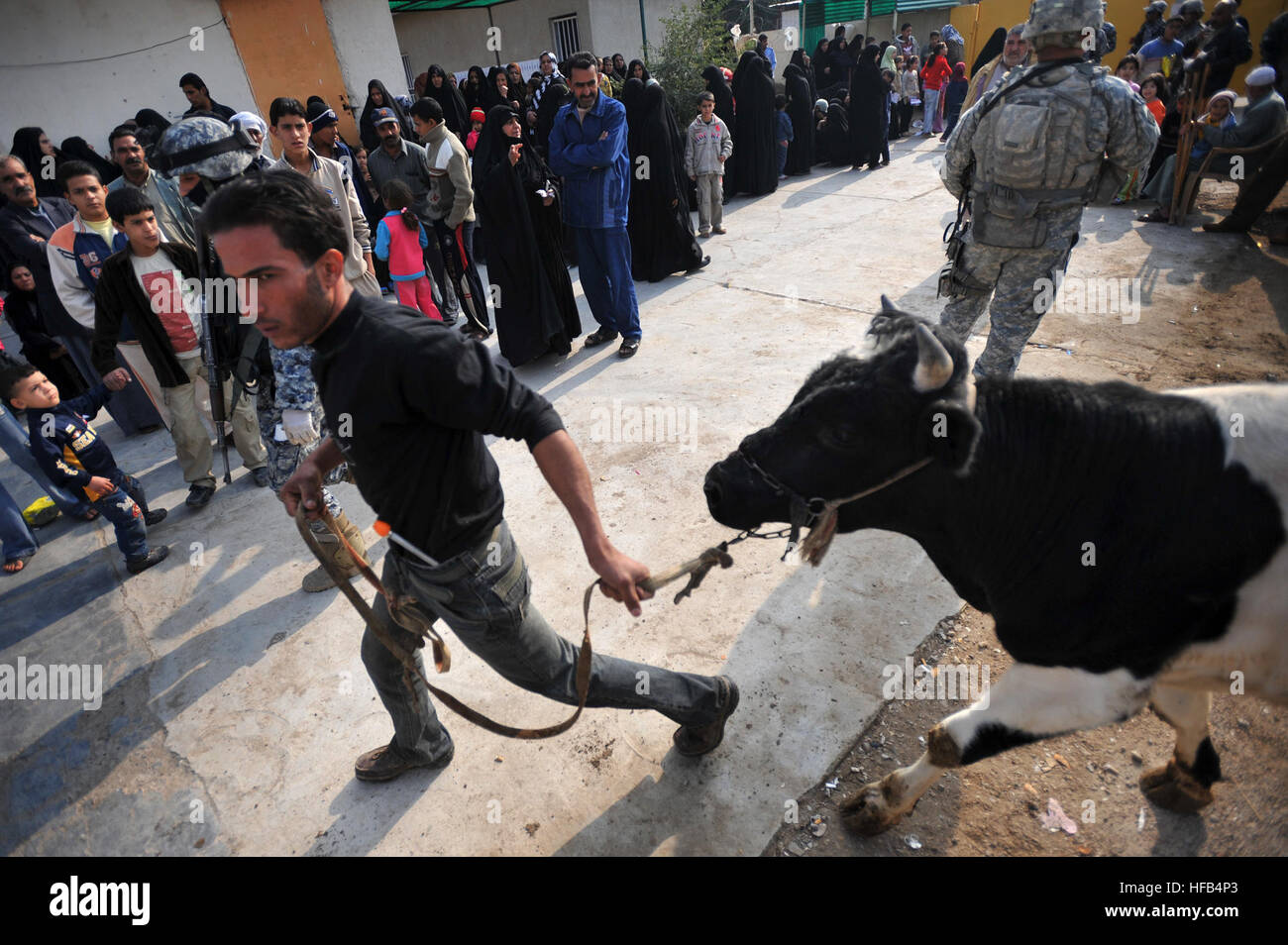 Iraqi families receive cows at a school in Abu T'Shir, Baghdad, as part ...
