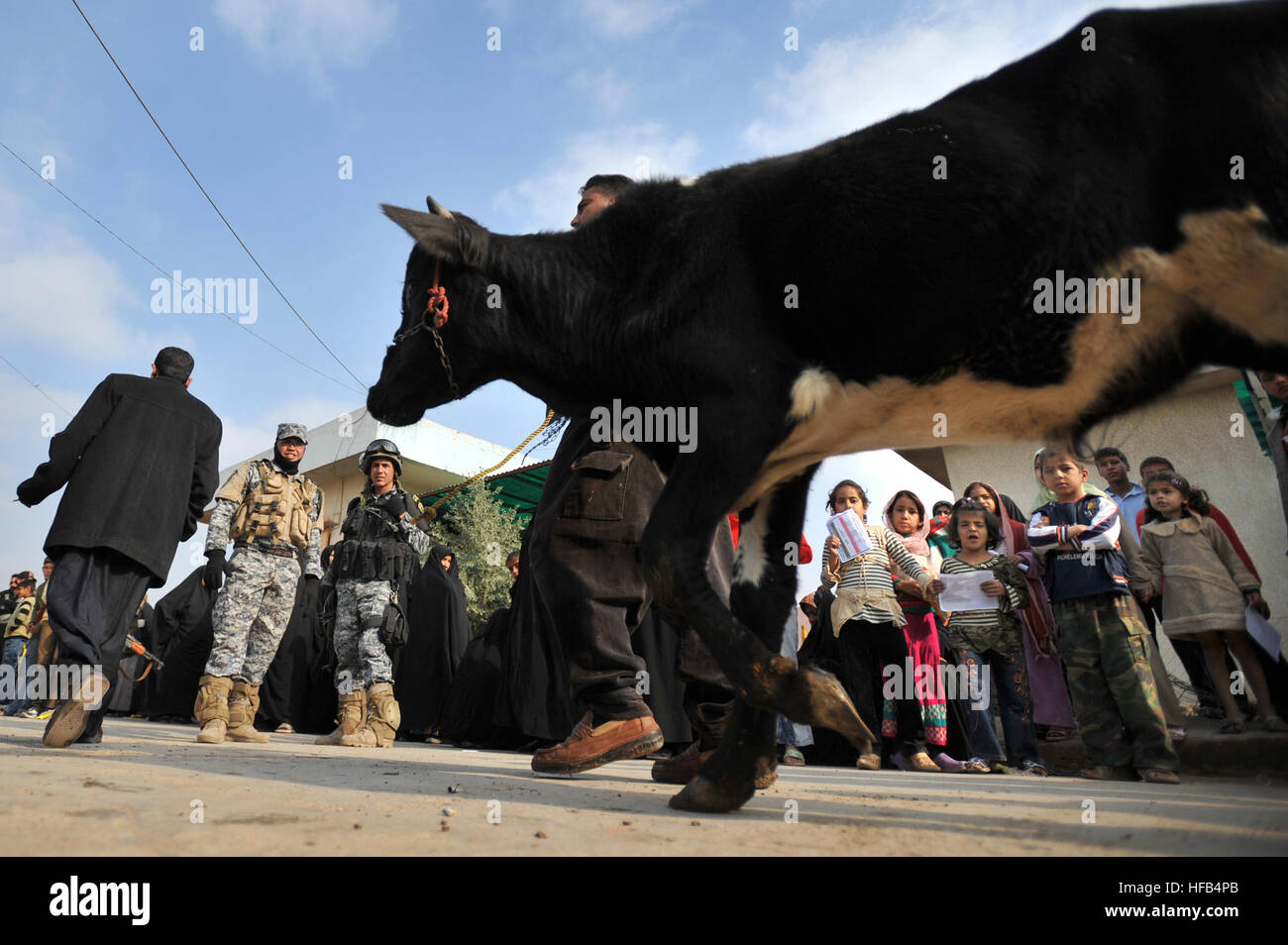 A cow is brought into a courtyard of a school for local Iraqi families ...
