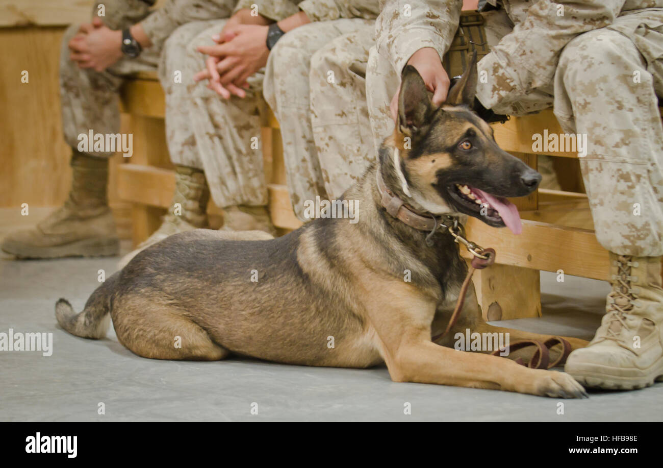 Dino, Staff Sgt. Christopher Diaz’s military working dog, lies at the ...