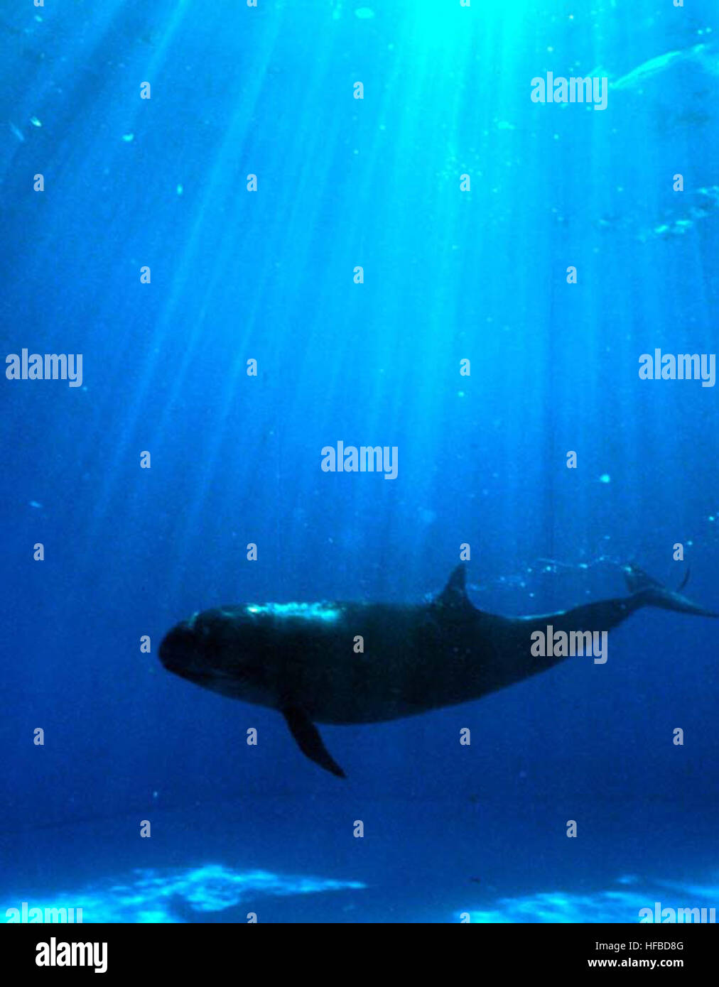 False killer whale Stock Photo - Alamy